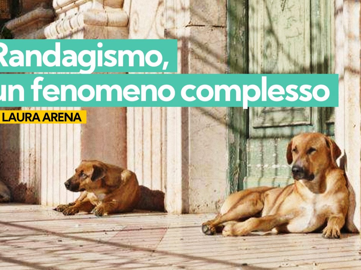 Randagismo: che cos'è e chi sono davvero cani randagi