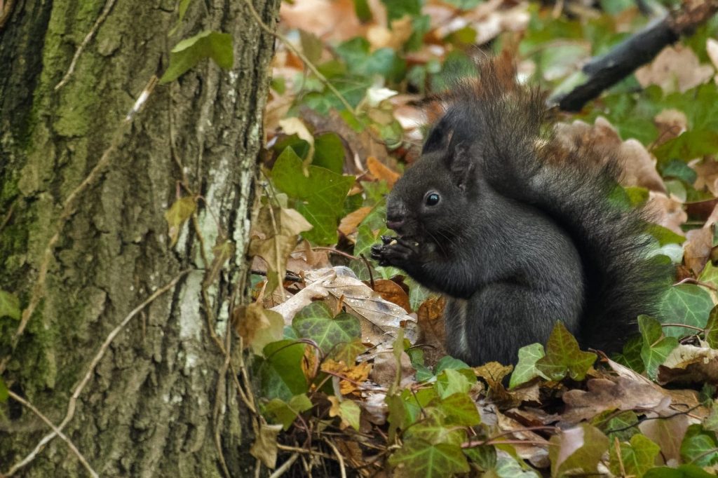 18 animali che vivono nel bosco
