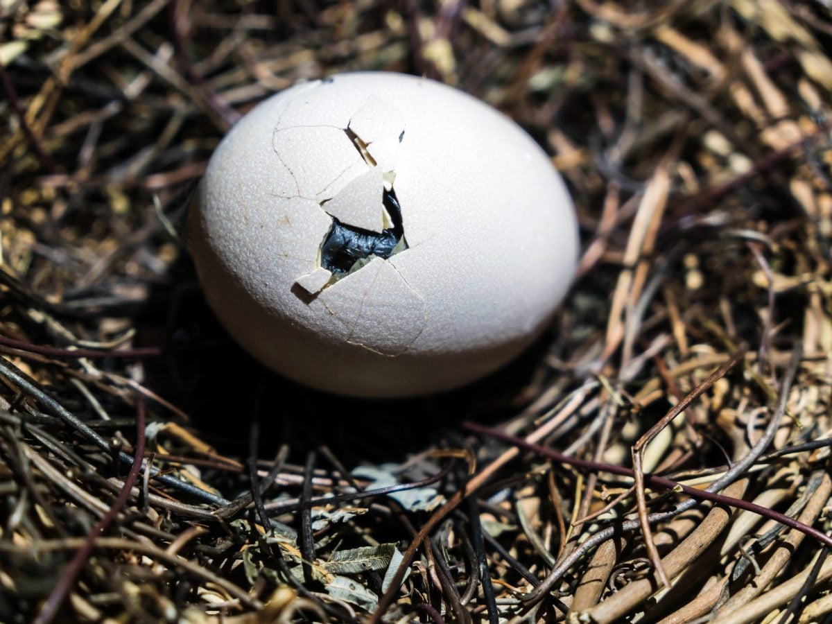 Animali ovipari: caratteristiche ed elenco