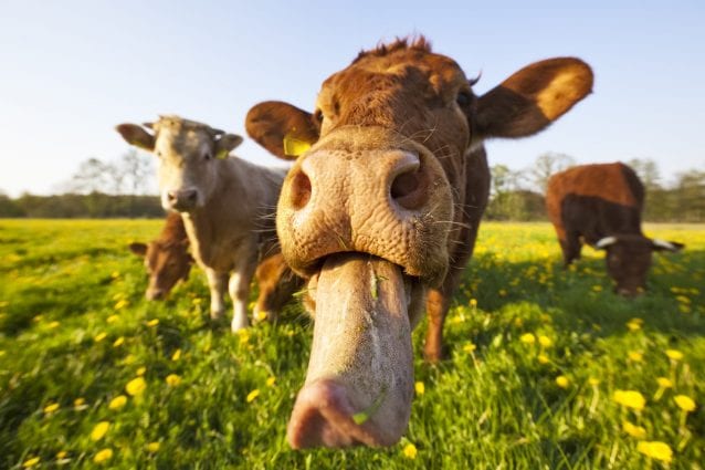 Animali ruminanti: chi sono e come funziona l'apparato digerente