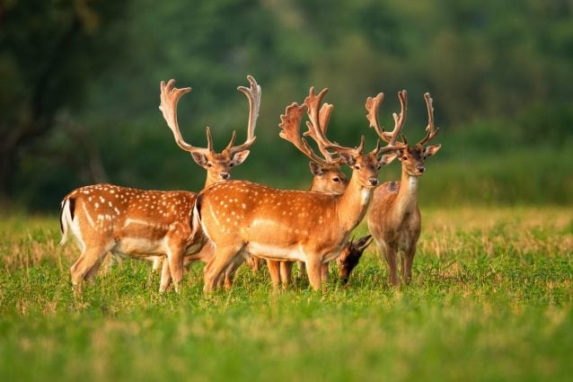 I 10 animali con le corna e i palchi più spettacolari