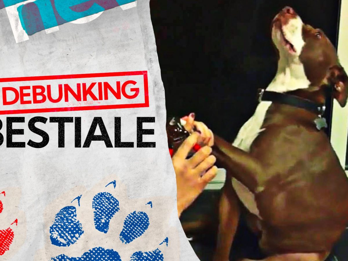 Video del cane che sviene quando gli tagliano le unghie: perché lo fa?