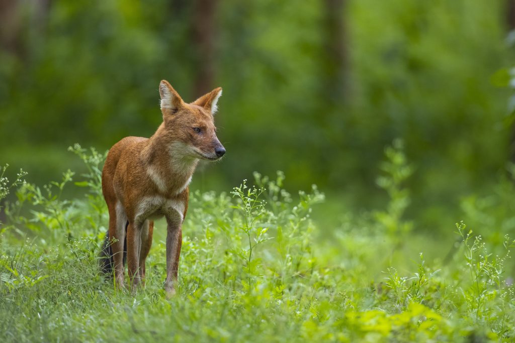 Misteriosi e suggestivi, ecco gli animali della giungla