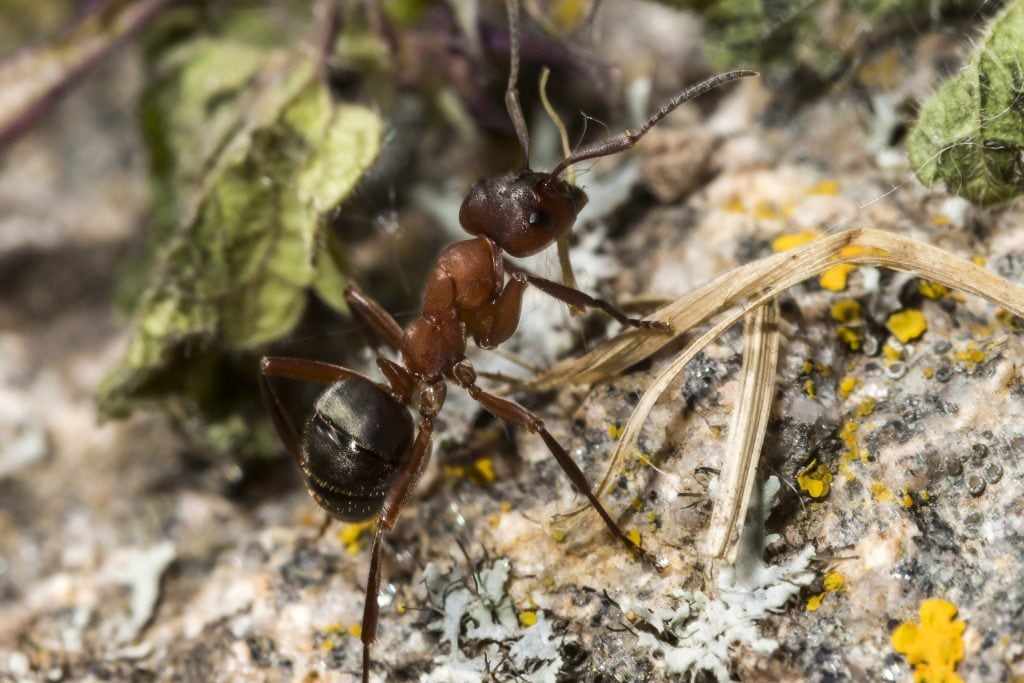 Formica rossa (Formica rufa)