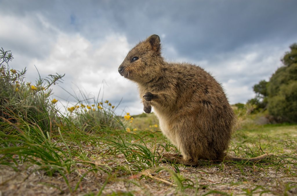 Il quokka (Setonix brachyurus)
