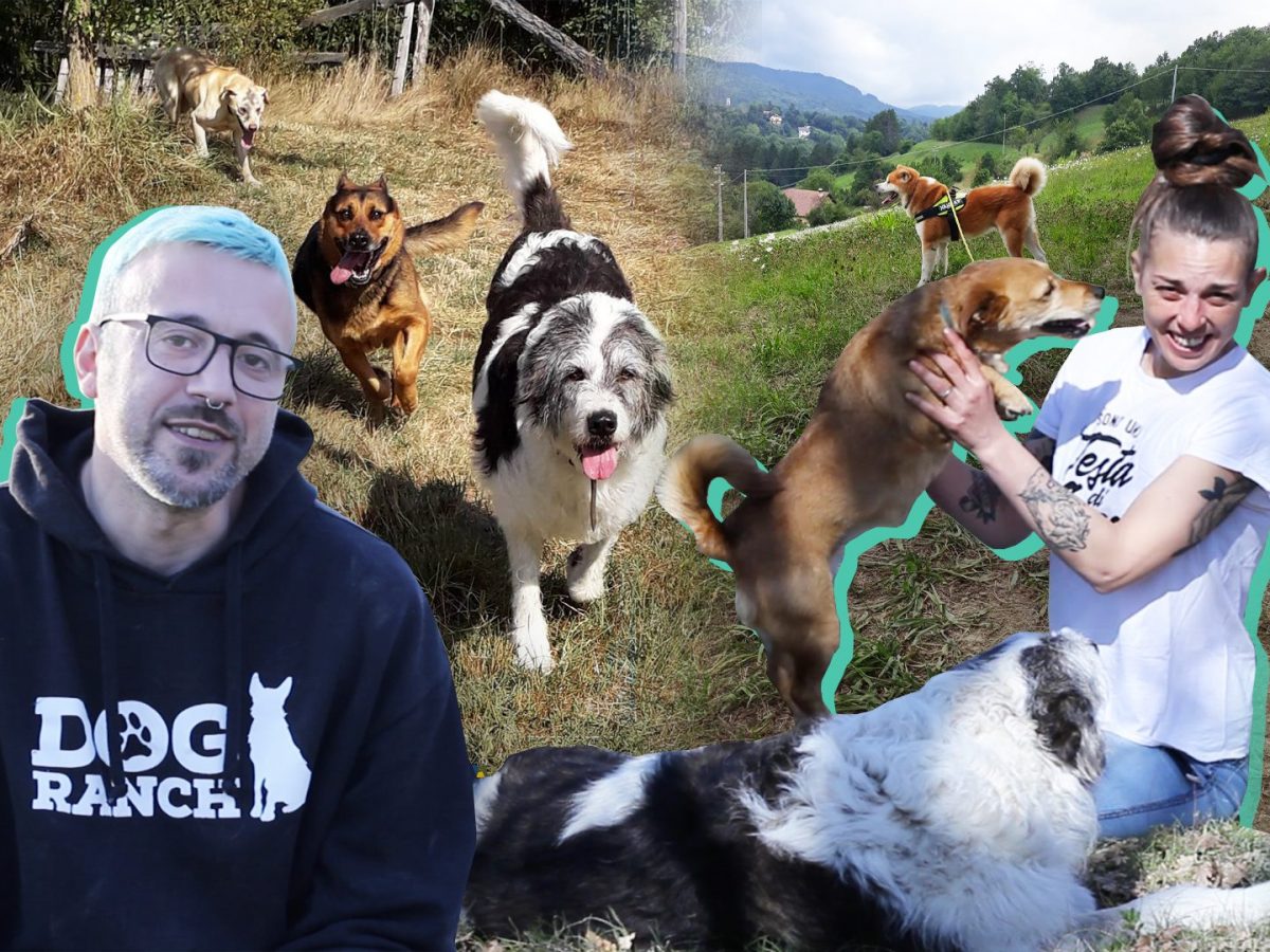 Dog Ranch di Sassello, il parco canile di Erik ed Evelina dove i cani ...