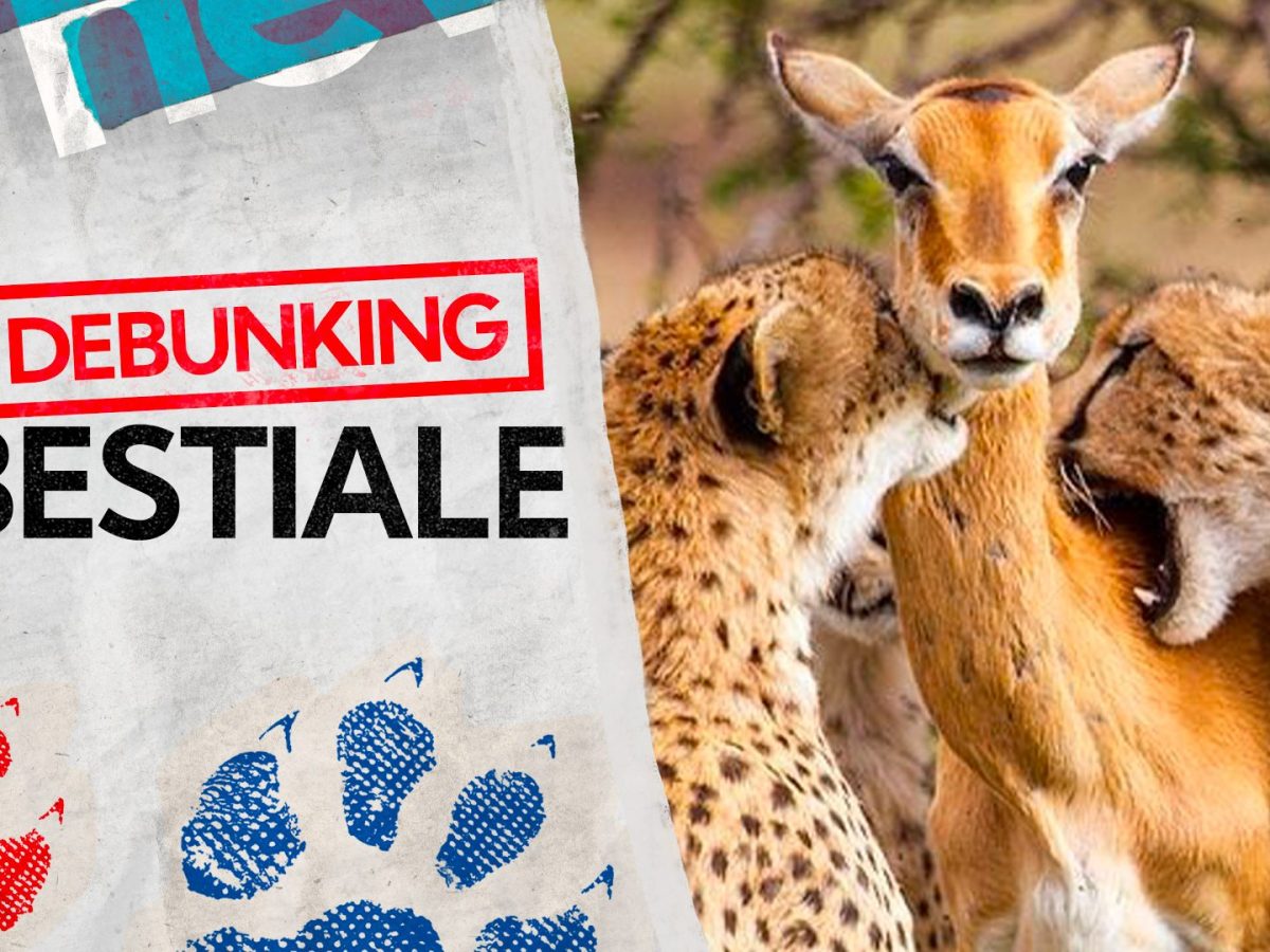 Ghepardi, impala e gazzelle, la realtà dietro le storie fake