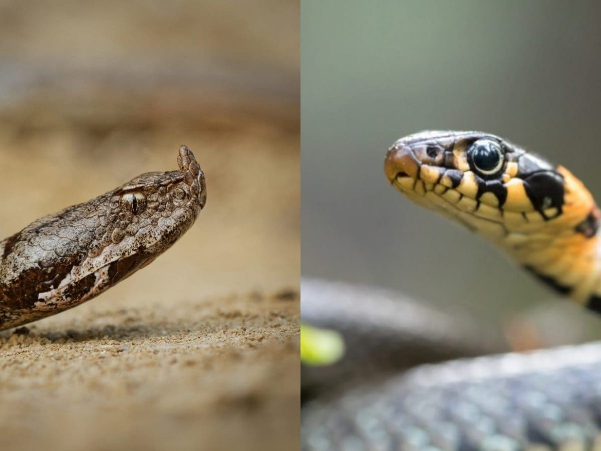 Come distinguere i serpenti velenosi da quelli innocui
