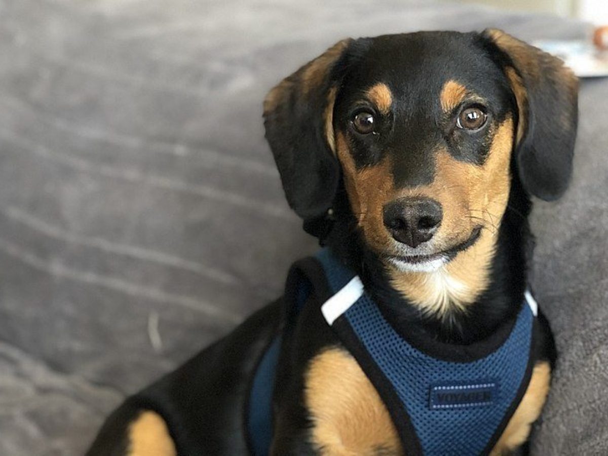 Dorgi: aspetto, caratteristiche, desideri e bisogni della razza