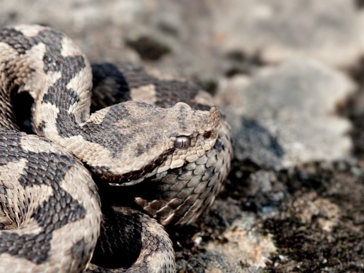 Come riconoscere la vipera