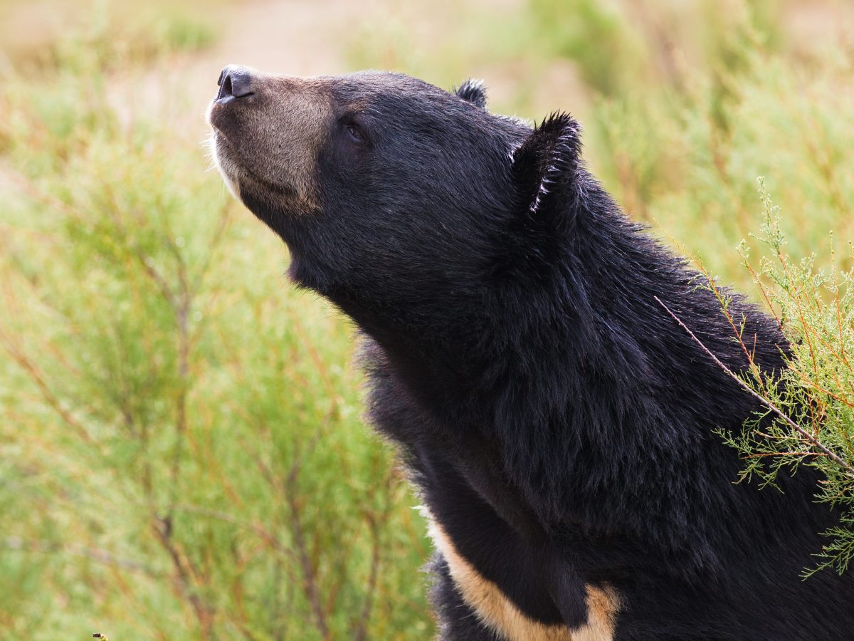 L'orso dal collare (Ursus thibetanus)