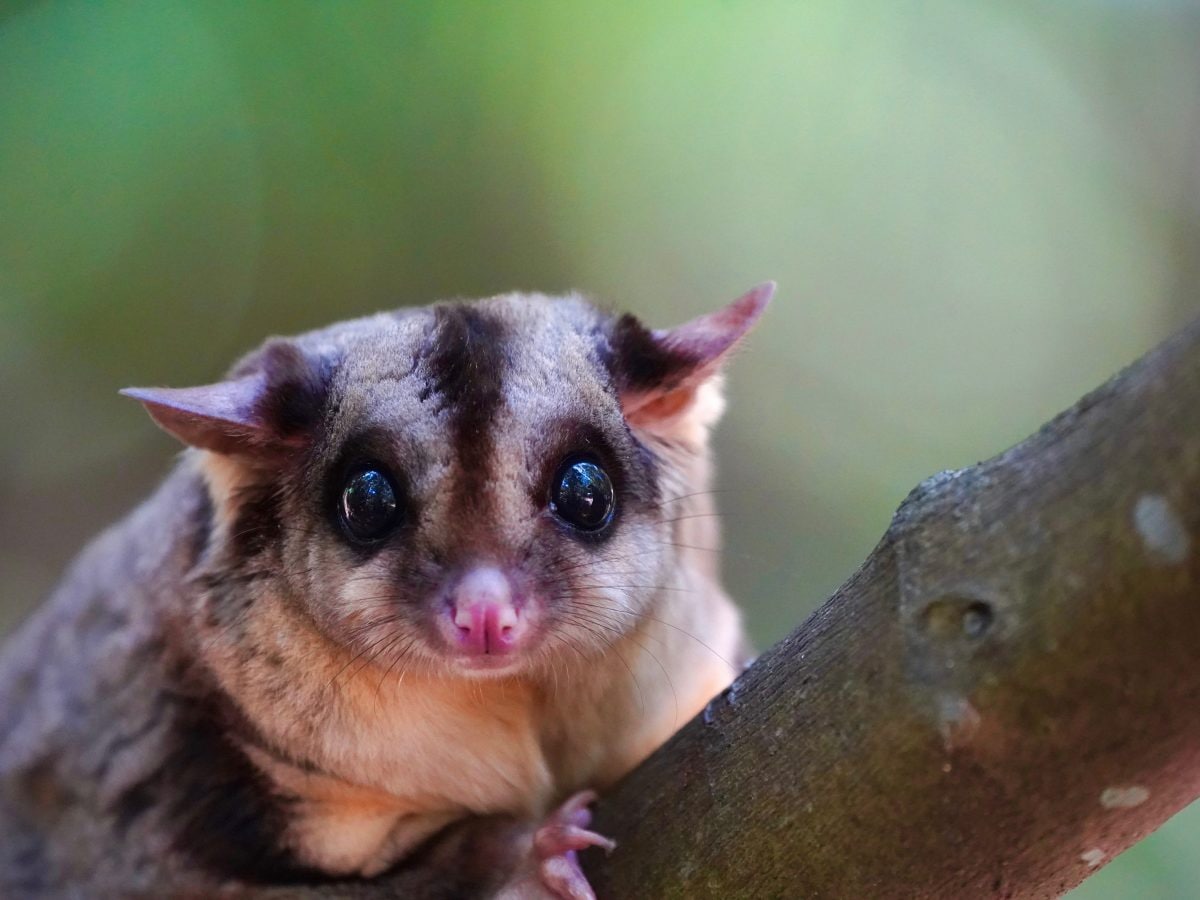 Il petauro dello zucchero (Petaurus breviceps)