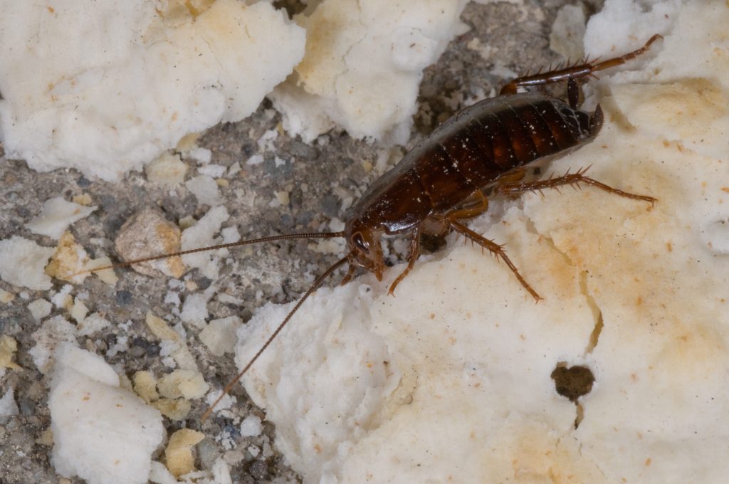 Le blatte (Blattodea)