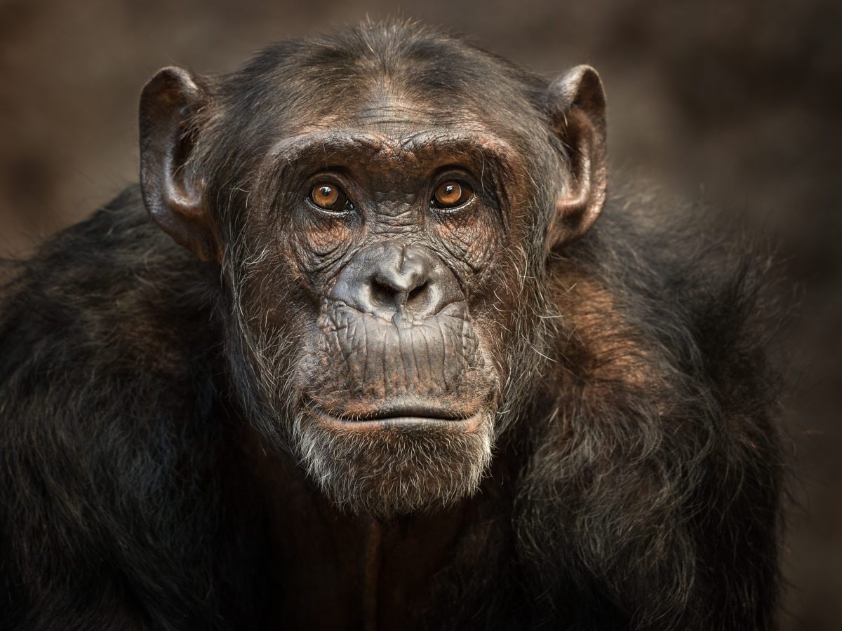 Lo scimpanzé (Pan troglodytes)