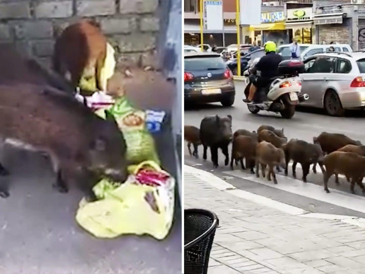 Cinghiali invadono roma: l'esperta spiega perché arrivano in città