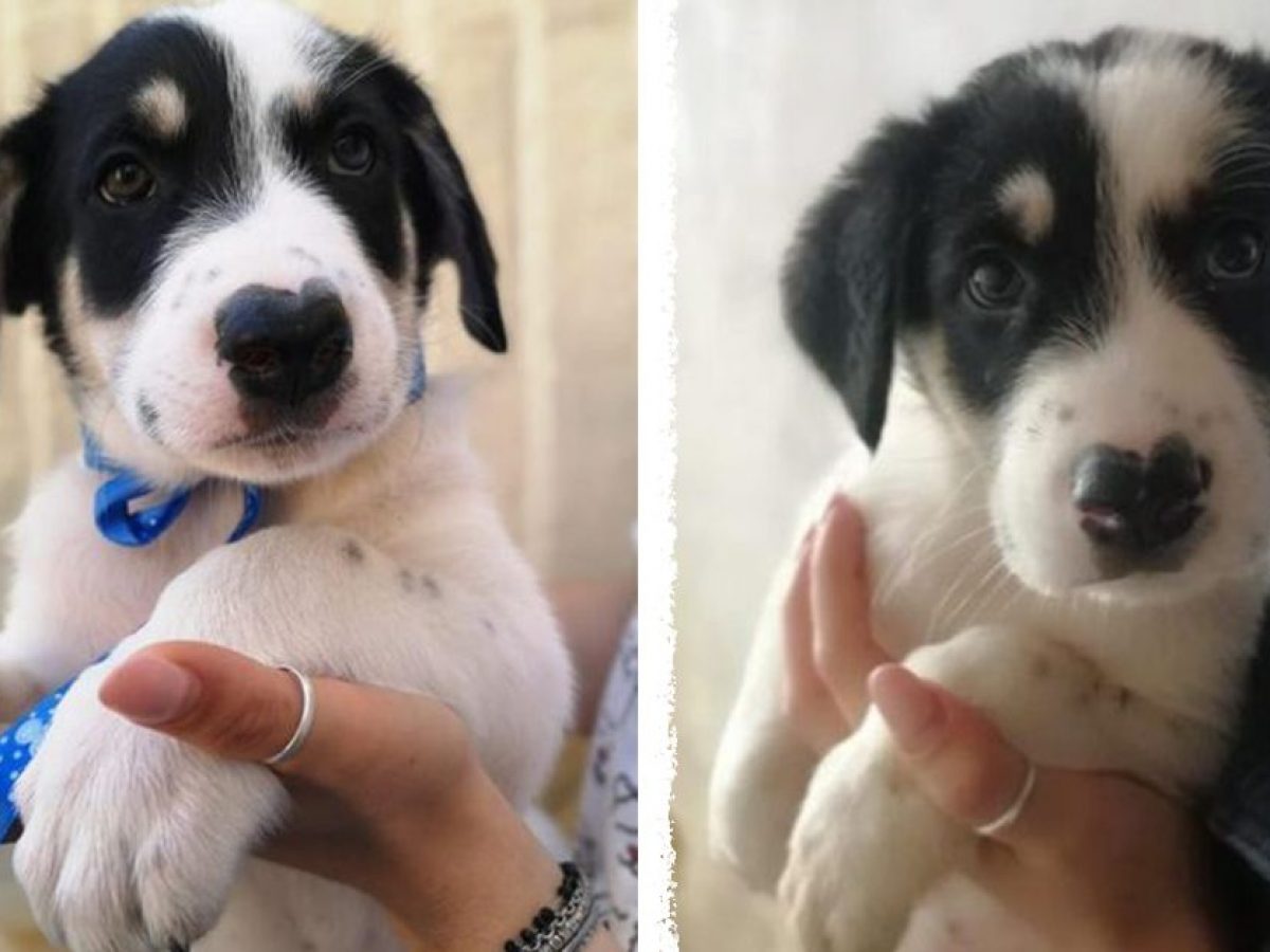 La storia di Calamaro, il cucciolo che sembra invisibile: cerca casa