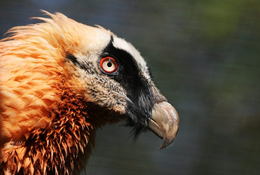 Il gipeto Ecladine ed il suo viaggio sui cieli d'Europa