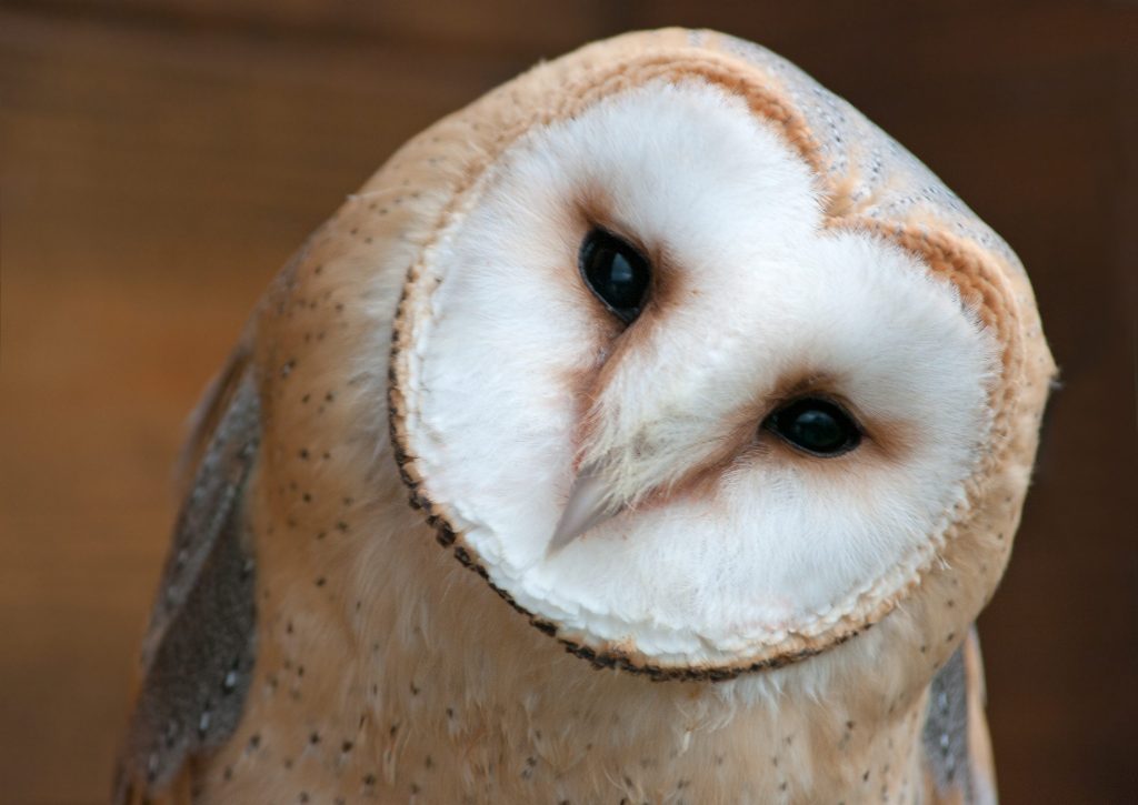 Rapaci diurni e notturni, i predatori dei cieli