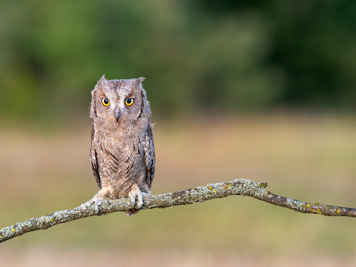 L'assiolo comune (Otus scops)