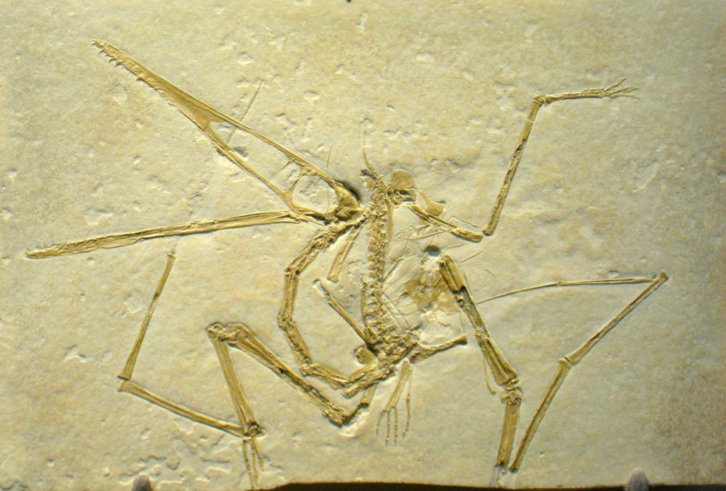 Lo pterodattilo e gli altri dinosauri volanti