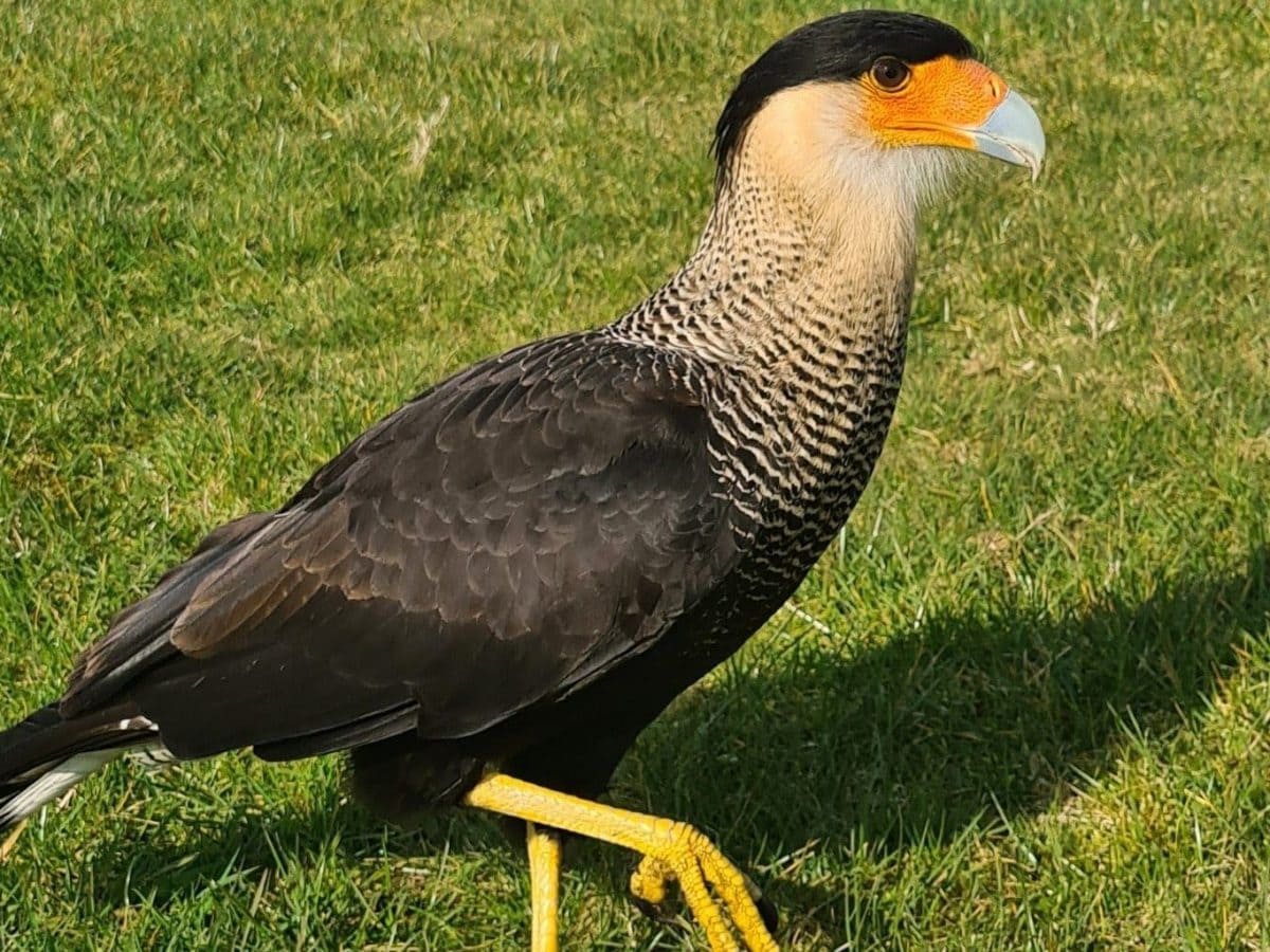 Un grosso uccello rapace americano è fuggito dallo zoo di Londra