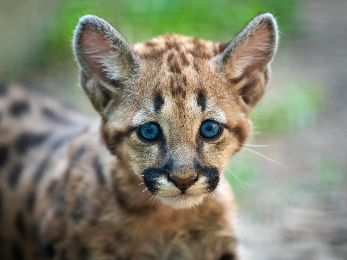 La storia di Rose, il cucciolo di puma salvato da un gruppo di ...