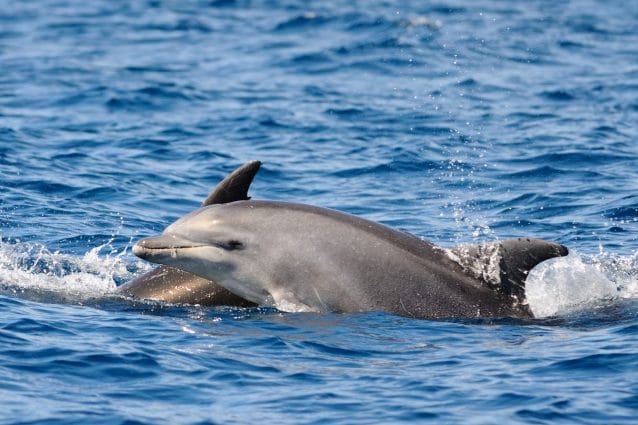 Avvistamento record di delfini in Liguria: «Oltre 60 tursiopi con ...