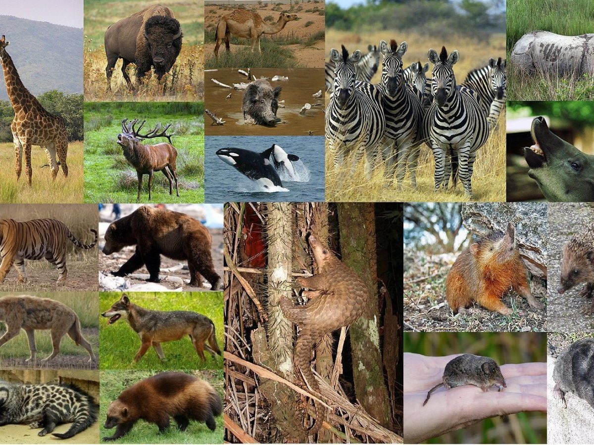 I placentati, i mammiferi più diffusi e diversificati