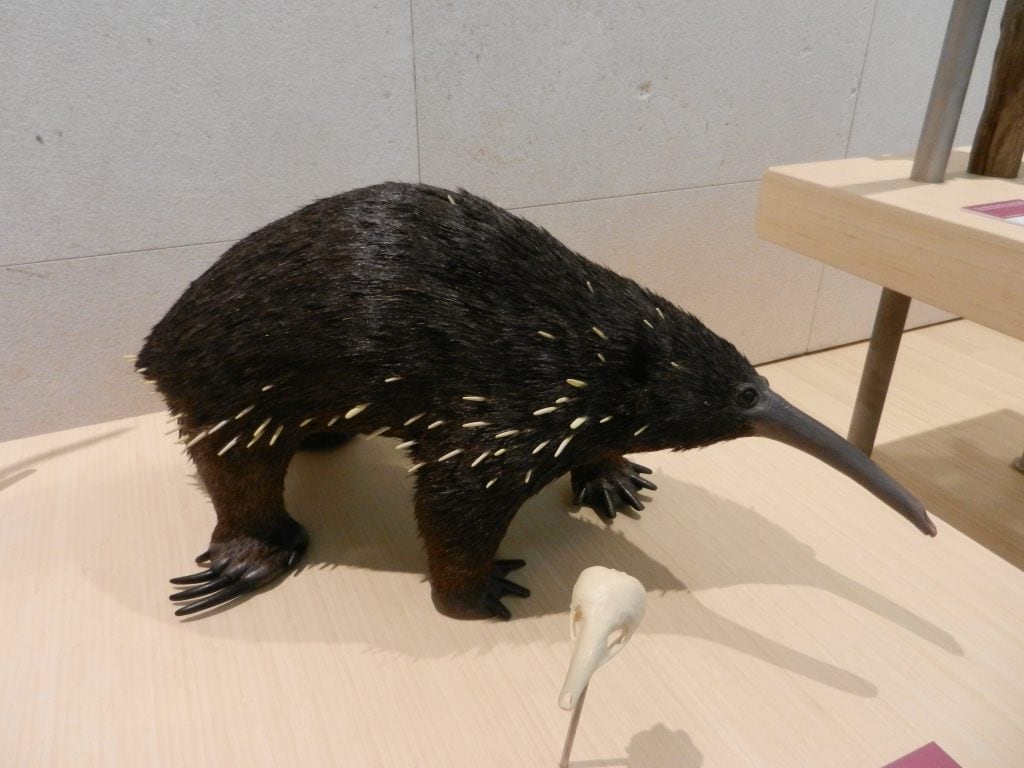 Monotremi, i mammiferi che depongono le uova