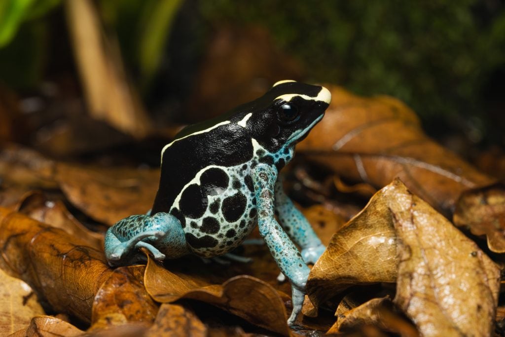 Rane velenose: le 12 specie tra le più letali del mondo