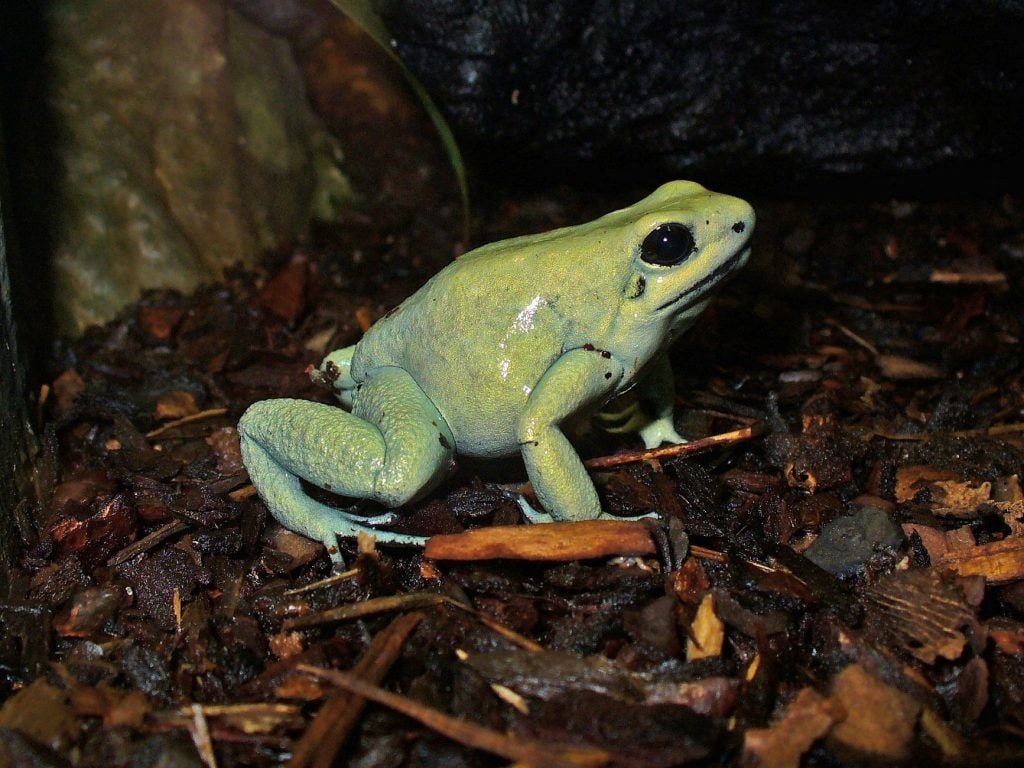 Rane velenose: le 12 specie tra le più letali del mondo