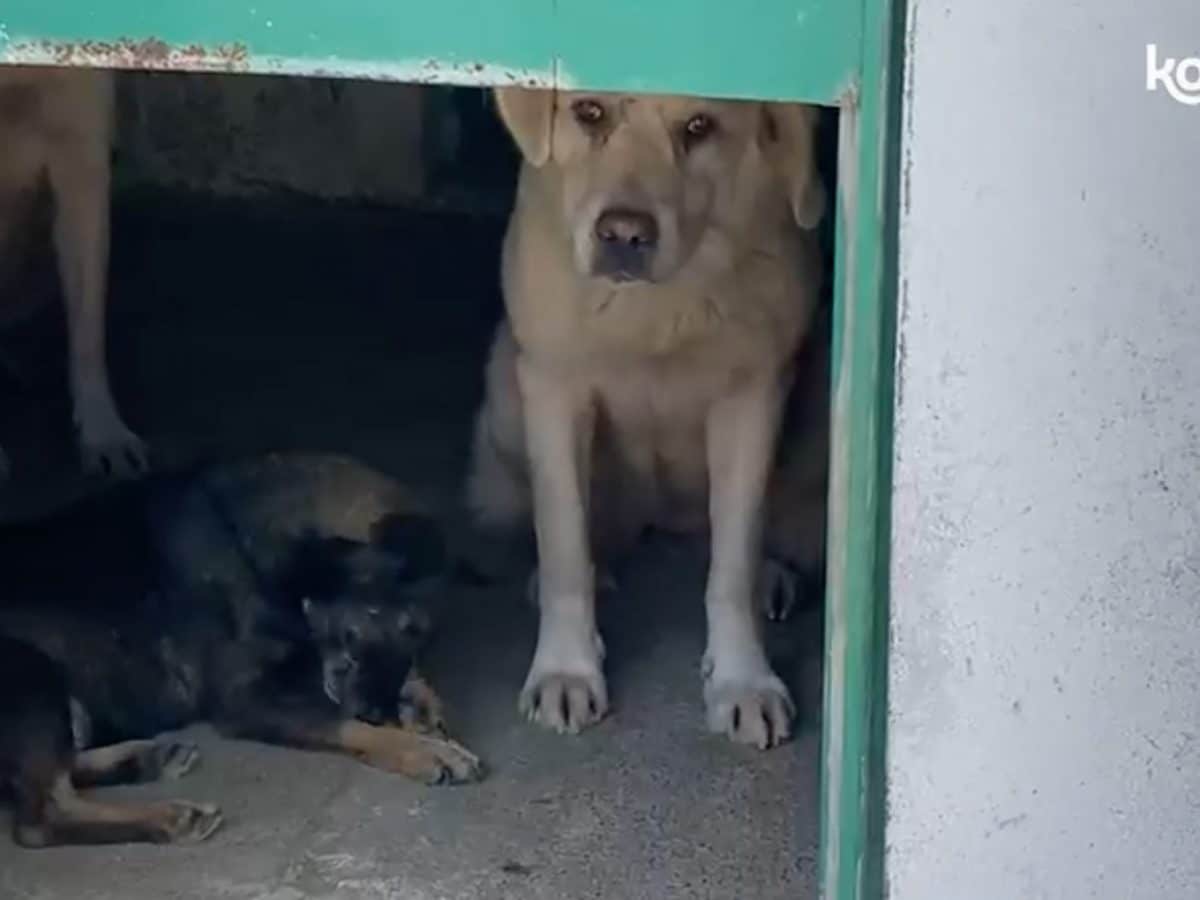 Riconosciuta al pastore la responsabilità sui cani di Satriano: chiesti ...