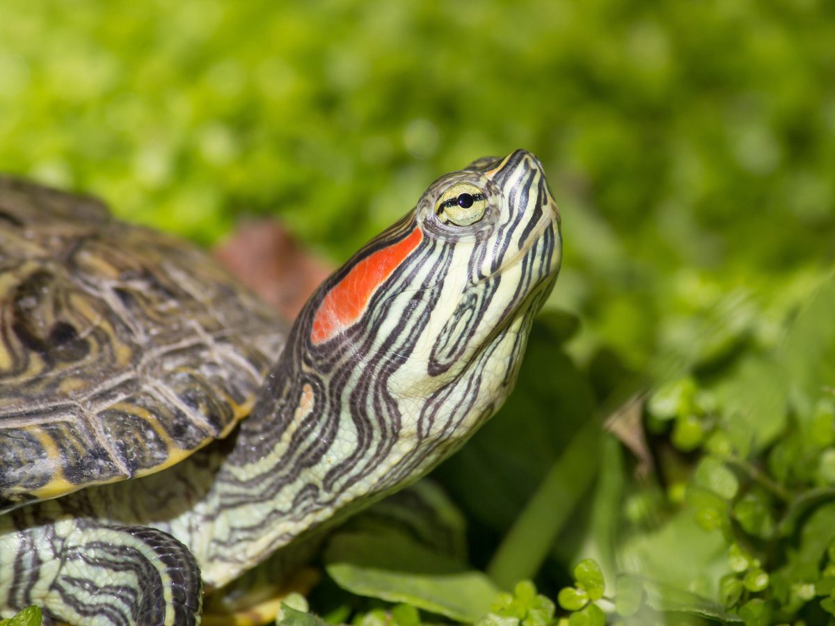 Rinnovate le aree di accoglienza delle testuggini nel Parco del Conero