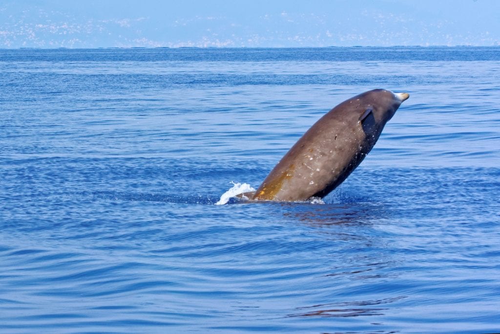 Un raro e misterioso cetaceo zifide trovato spiaggiato in California