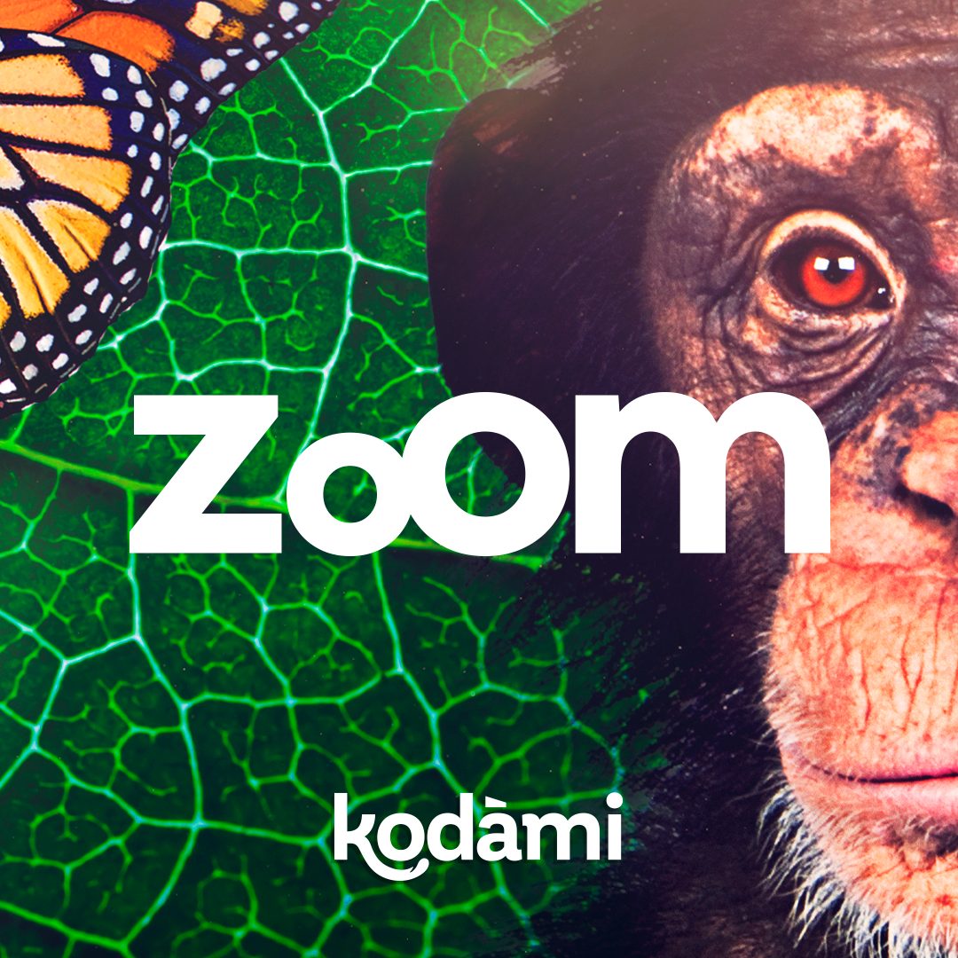 Kodami Zoom - Kodami