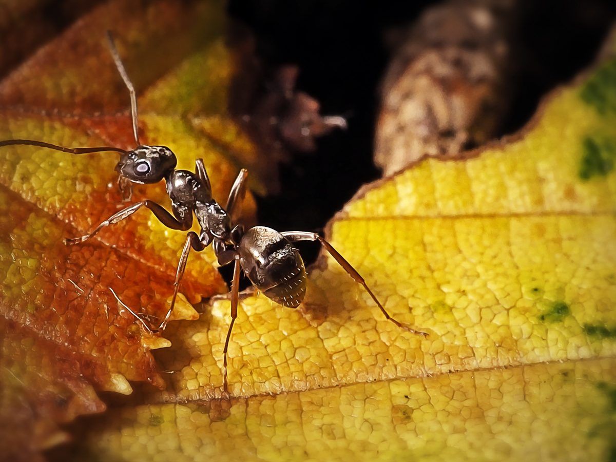 9 specie di formiche che si trovano in Italia e come riconoscerle