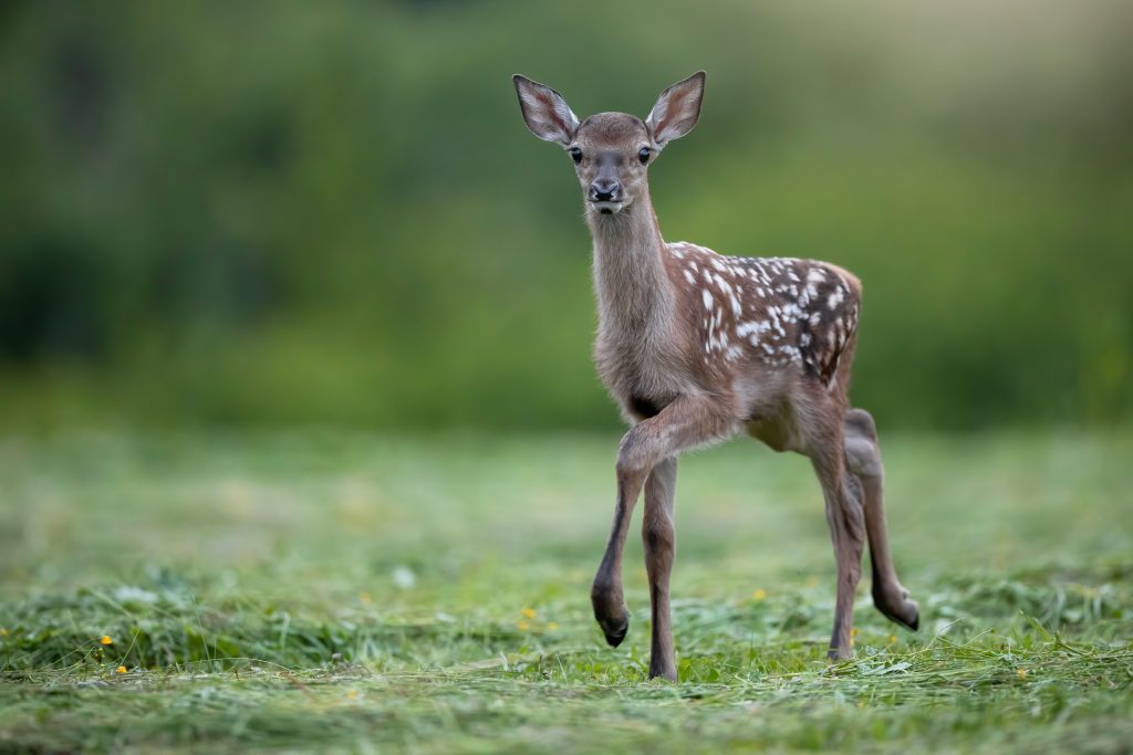 I cervidi, i portatori dei palchi