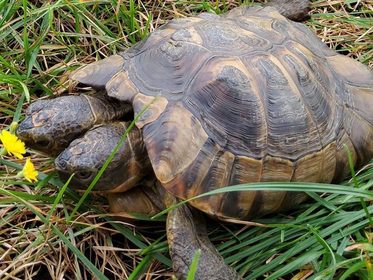 Janus, la tartaruga con due teste ha compiuto 25 anni ed è la più ...