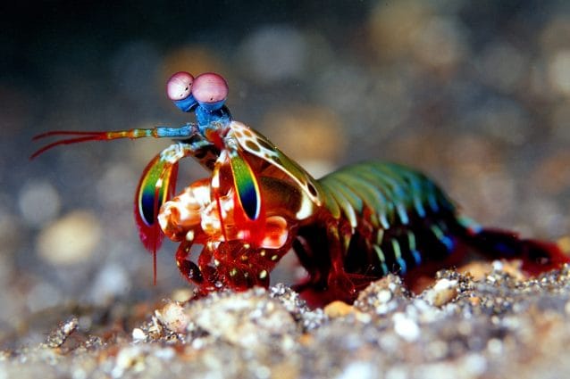 Crostacei: caratteristiche ed elenco delle principali specie