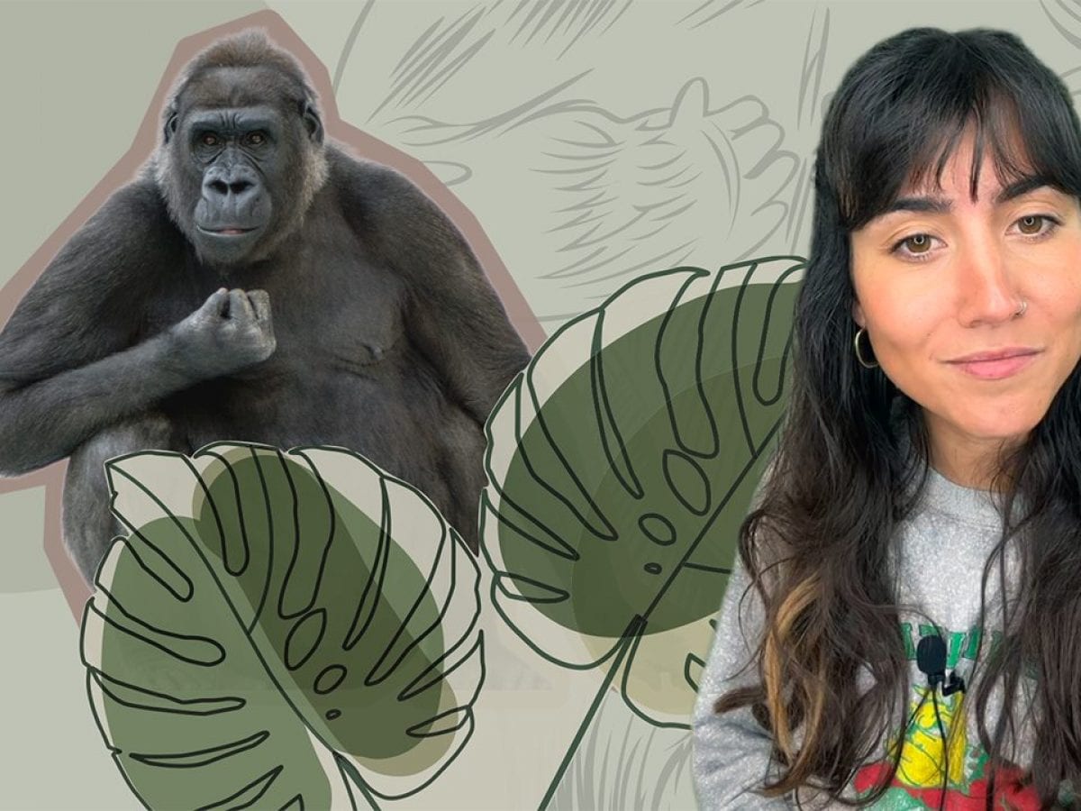 Perché i gorilla maschi si battono il petto