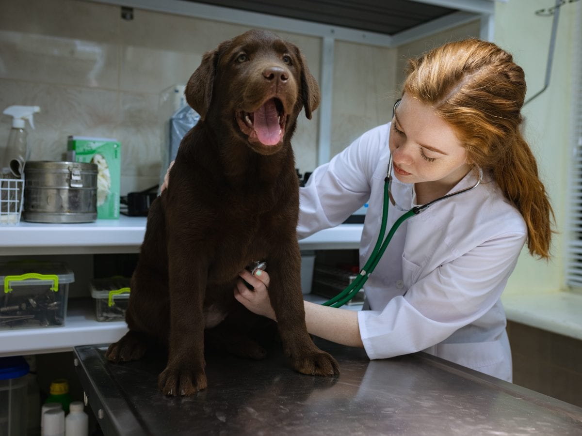 Piodermite del cane: sintomi, diagnosi e come curarla