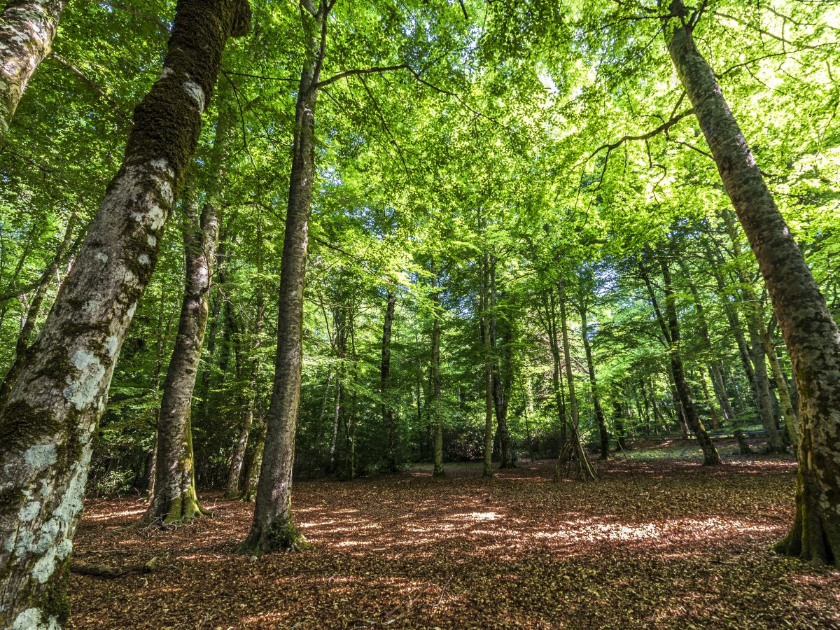 Tra le tracce degli animali spunta il decerebrato, la nuova specie dei ...