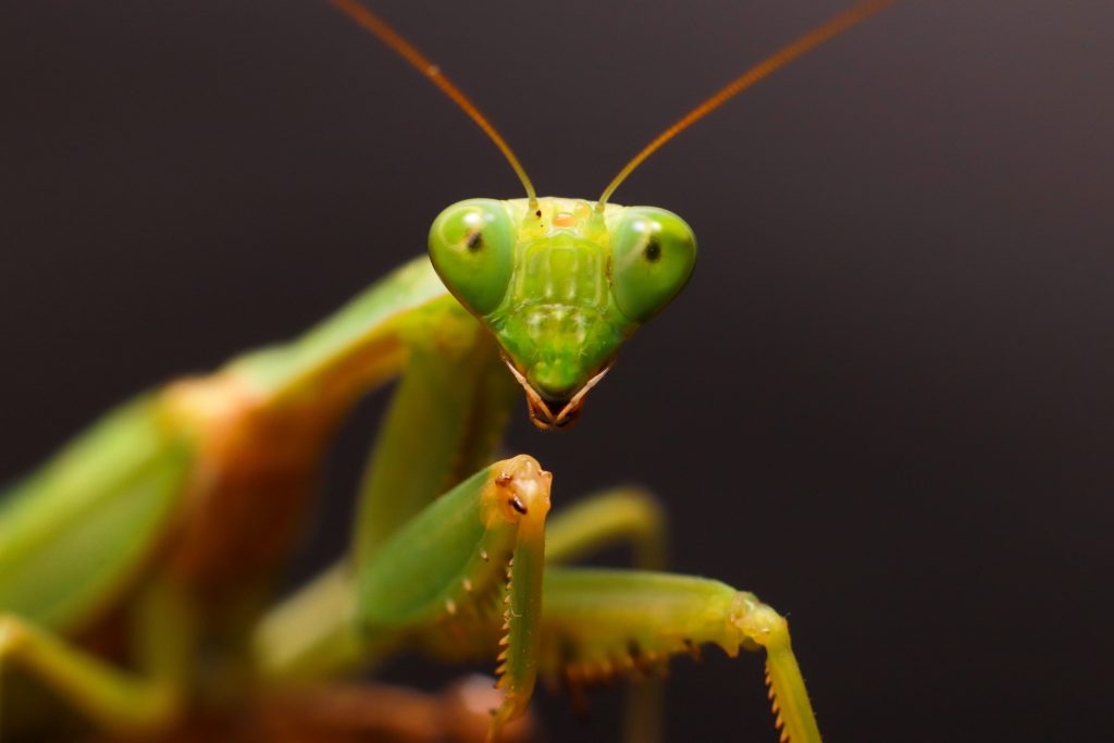 La mantide religiosa (Mantis religiosa)