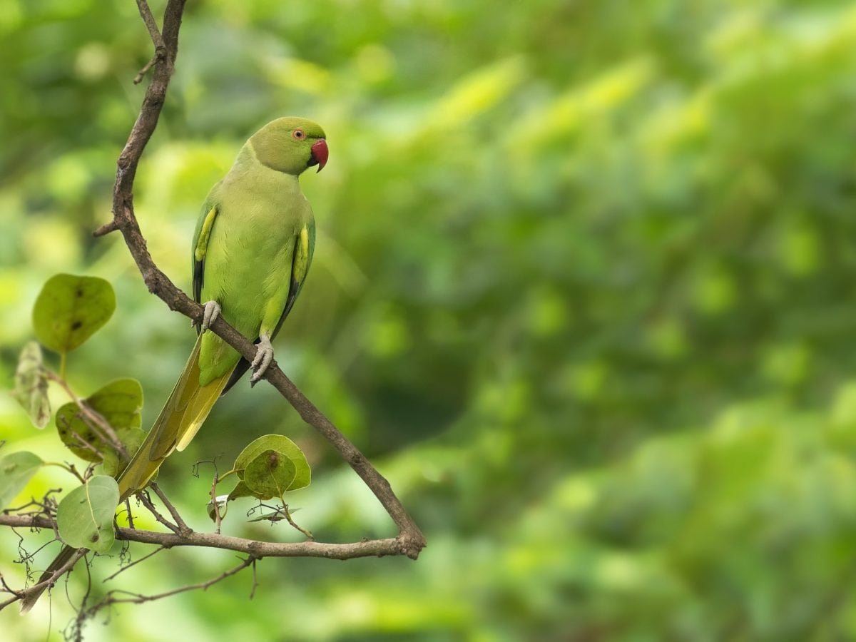 Il parrocchetto dal collare (Psittacula krameri)