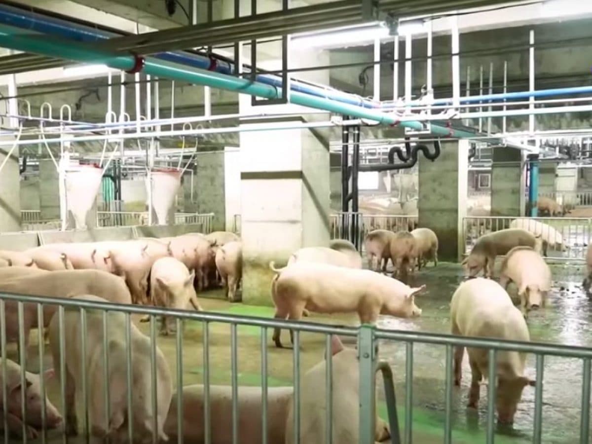 Nasce in Cina un allevamento intensivo di maiali in un grattacielo di ...