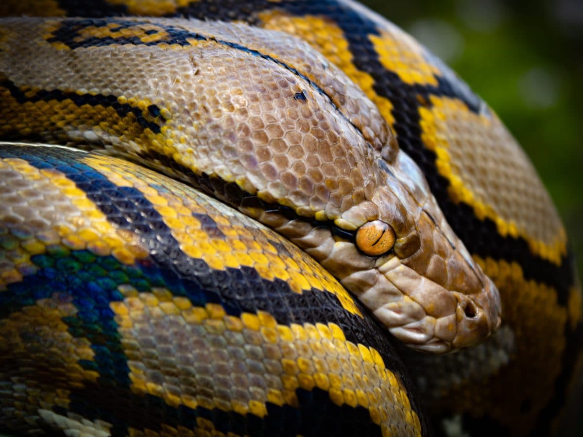 I 10 serpenti più grandi del mondo