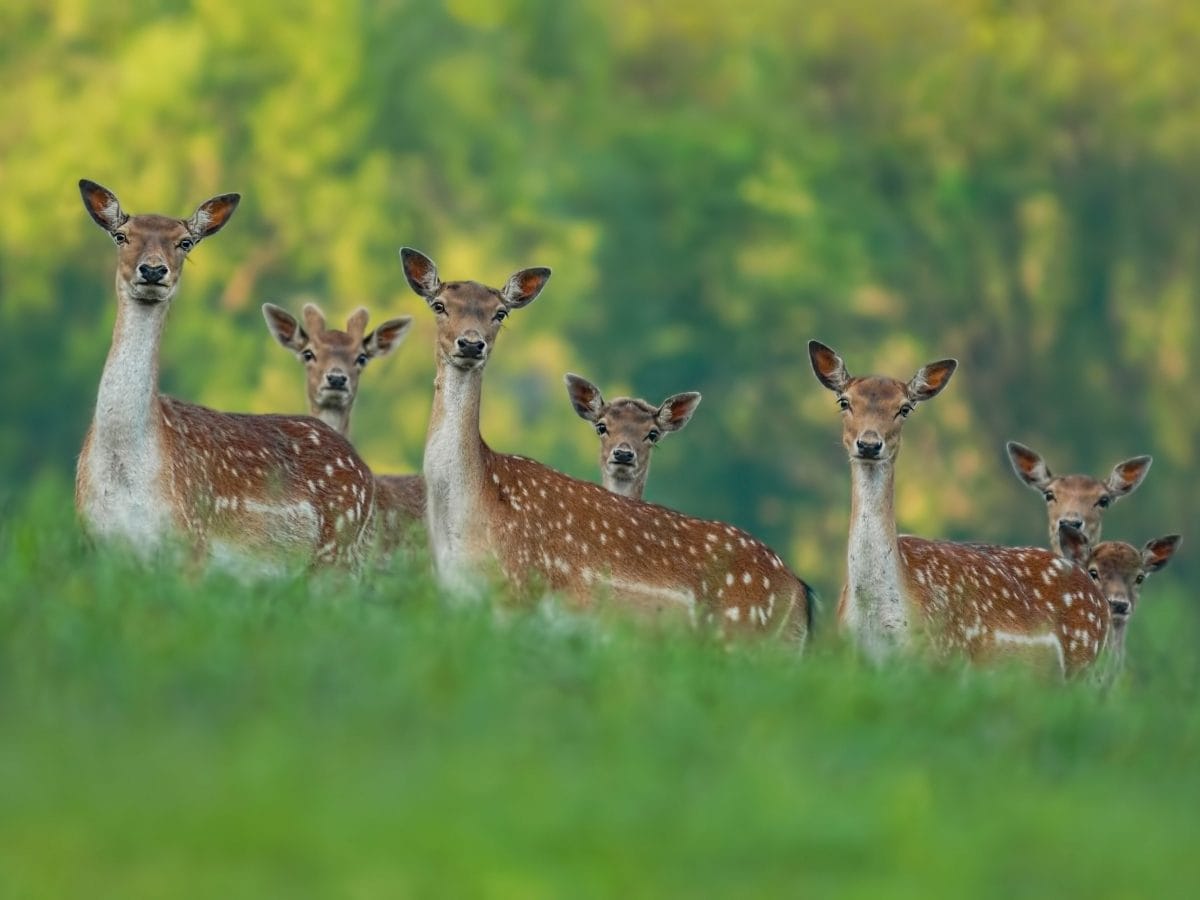 Daini abbattuti a colpi di fucile nel parco delle Madonie, le polemiche ...
