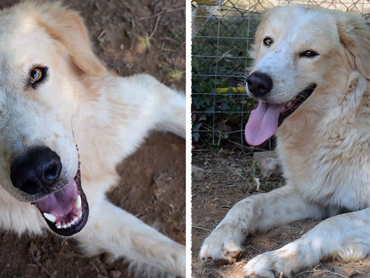 Leo, un cane semplicemente meraviglioso con una mezza coda sempre in ...