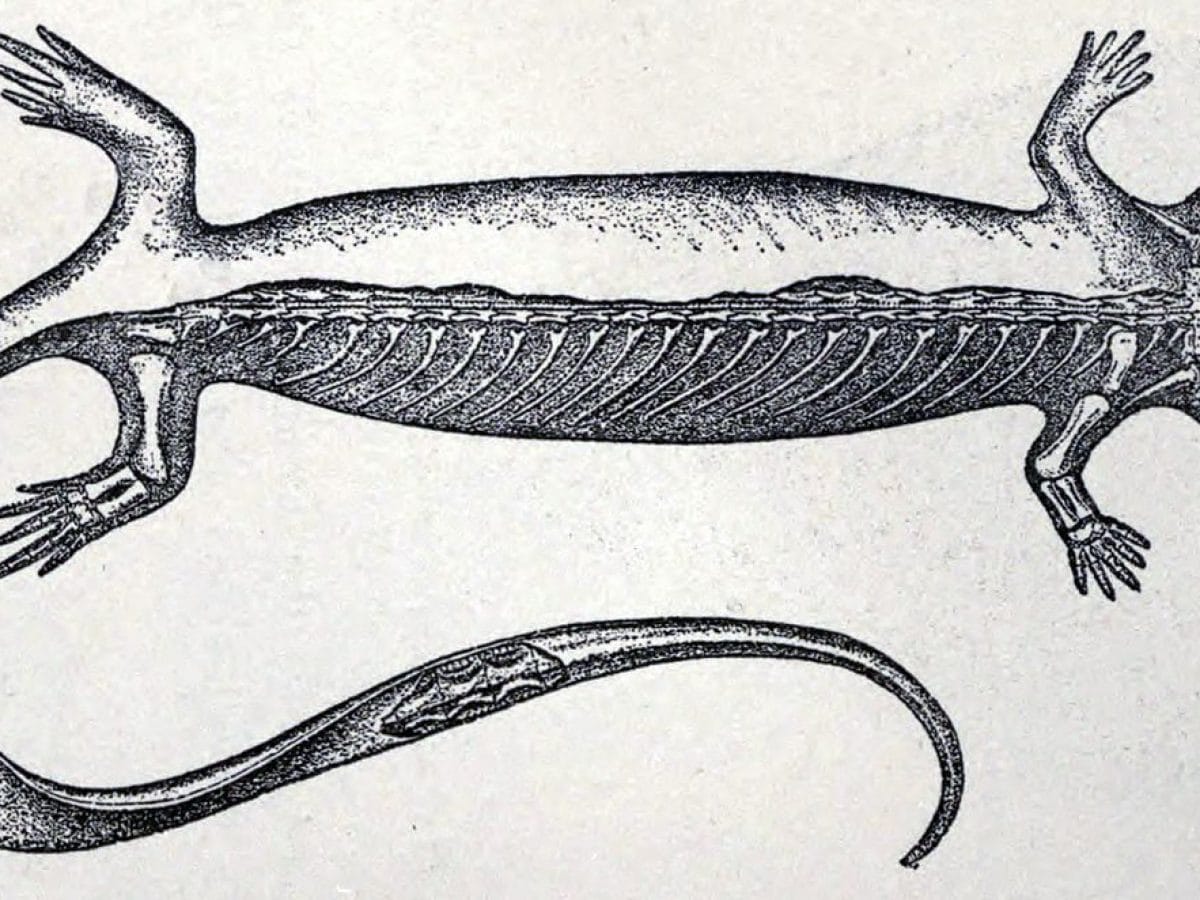 Le ossa fossili cucinate dalla deriva dei continenti