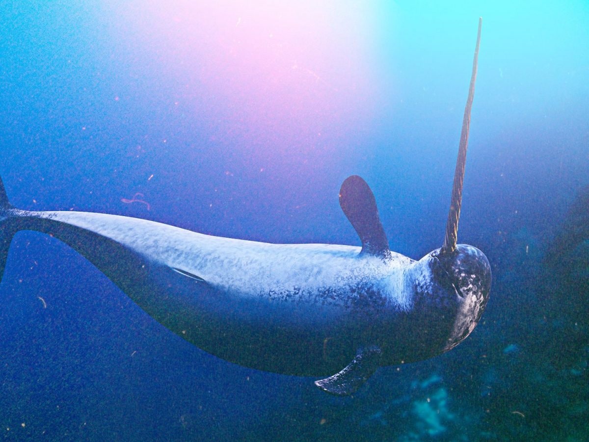 A cosa serve la zanna del narvalo?